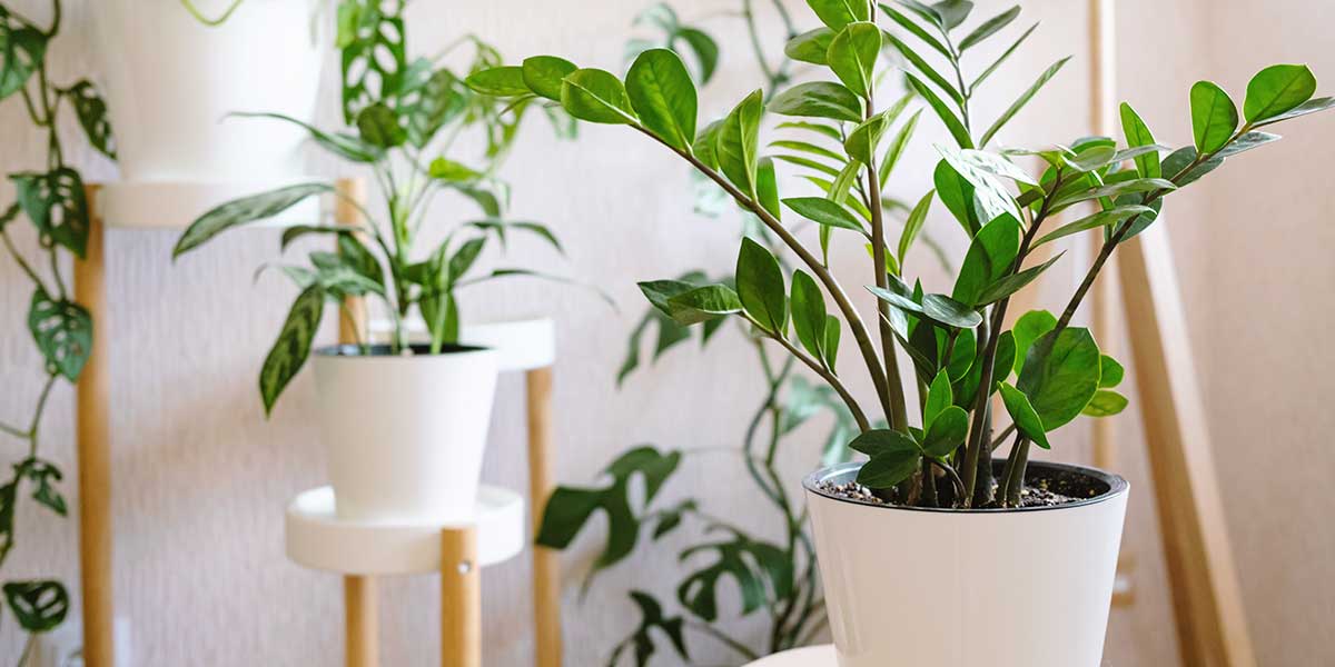 Piante in casa - tutti i posti ideali | La casa in ordine